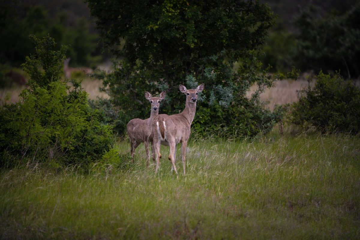 Central Texas Wildlife Conservation | Round Mountain Reserve